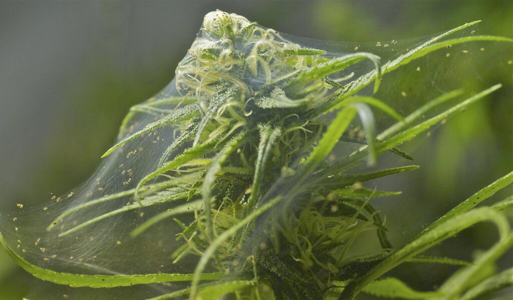 Spinnmilben in der Blüte bekämpfen – Sicher bis zur Ernte